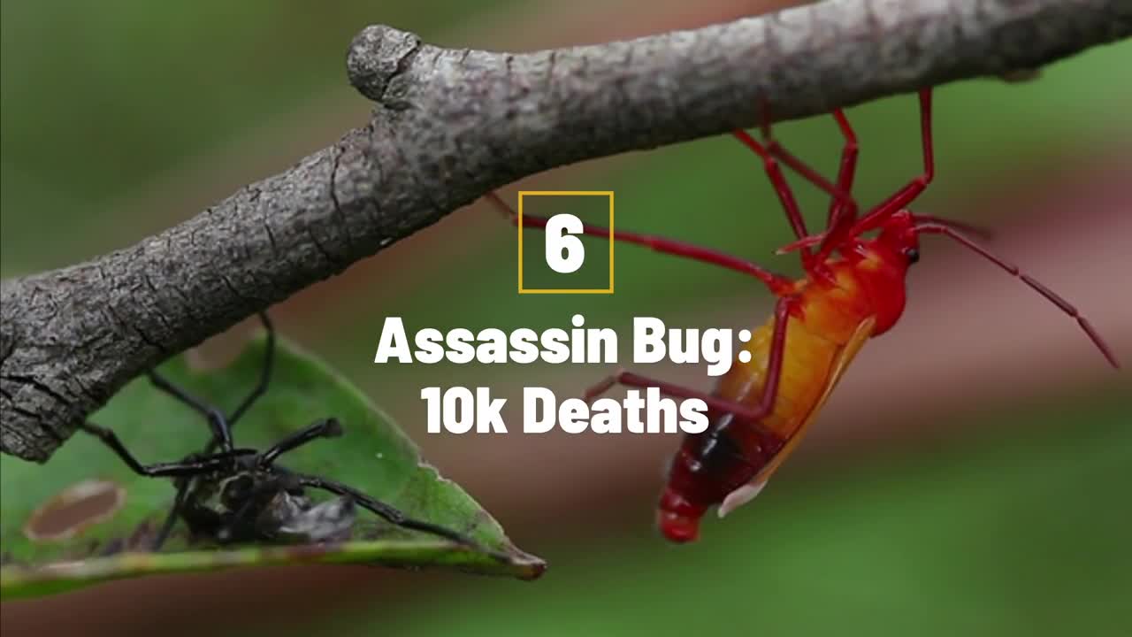 The animals that kill most humans every year