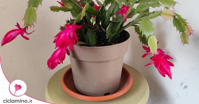 Secca sempre finite le feste perché fanno tutti gli stessi errori