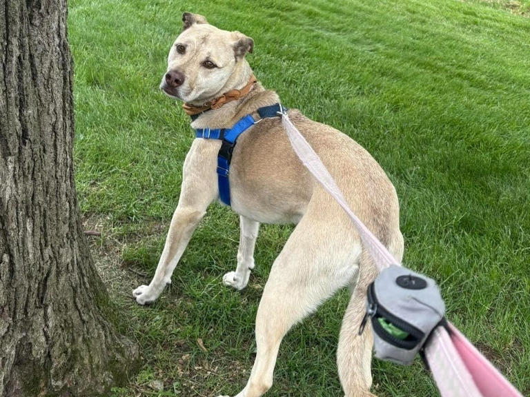 West Hartford woman frantic as beloved dog disappears in woods