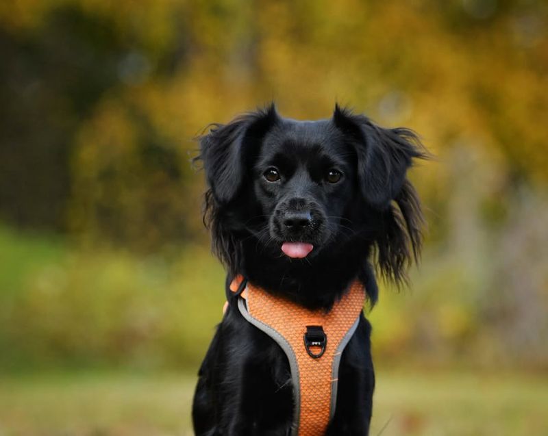 Owners looking beyond social media are finding these 9 dogs