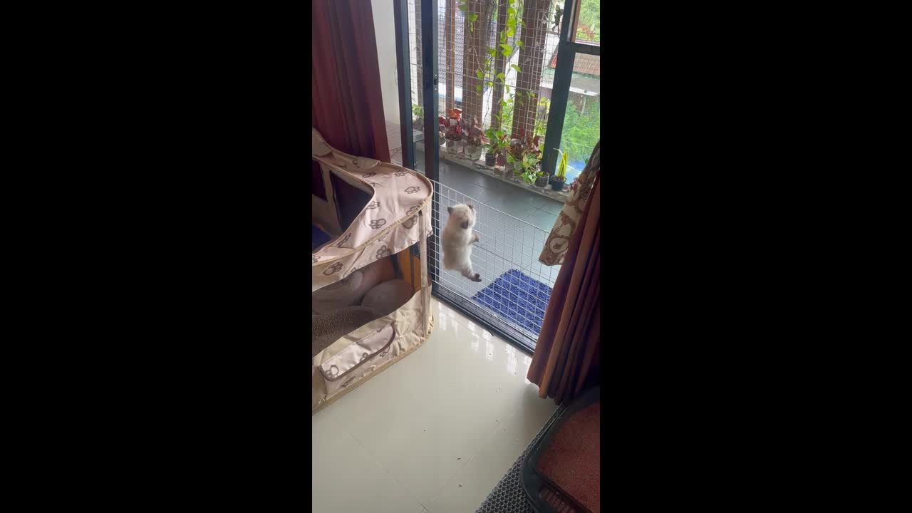 'Spider cat' climbs up gate keeping them inside apartment