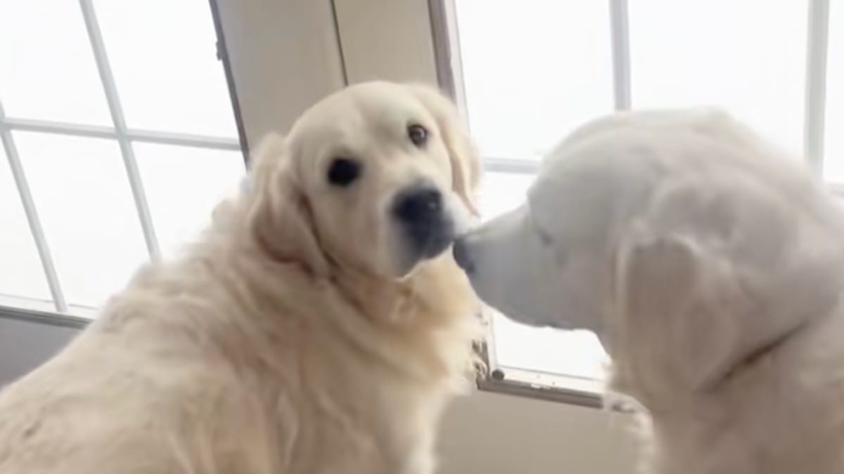 Two golden retrievers' first snow day is pure, infectious joy (video)