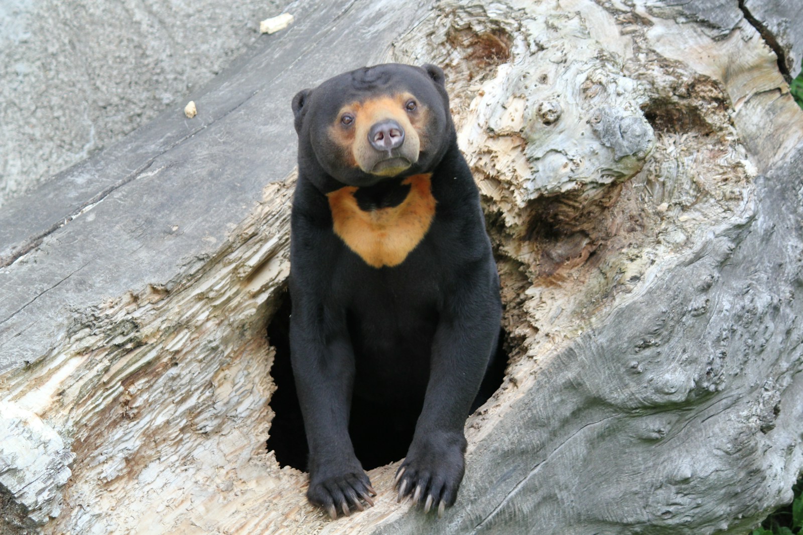 Meet the sun bear: the world’s smallest bear with surprisingly human ...