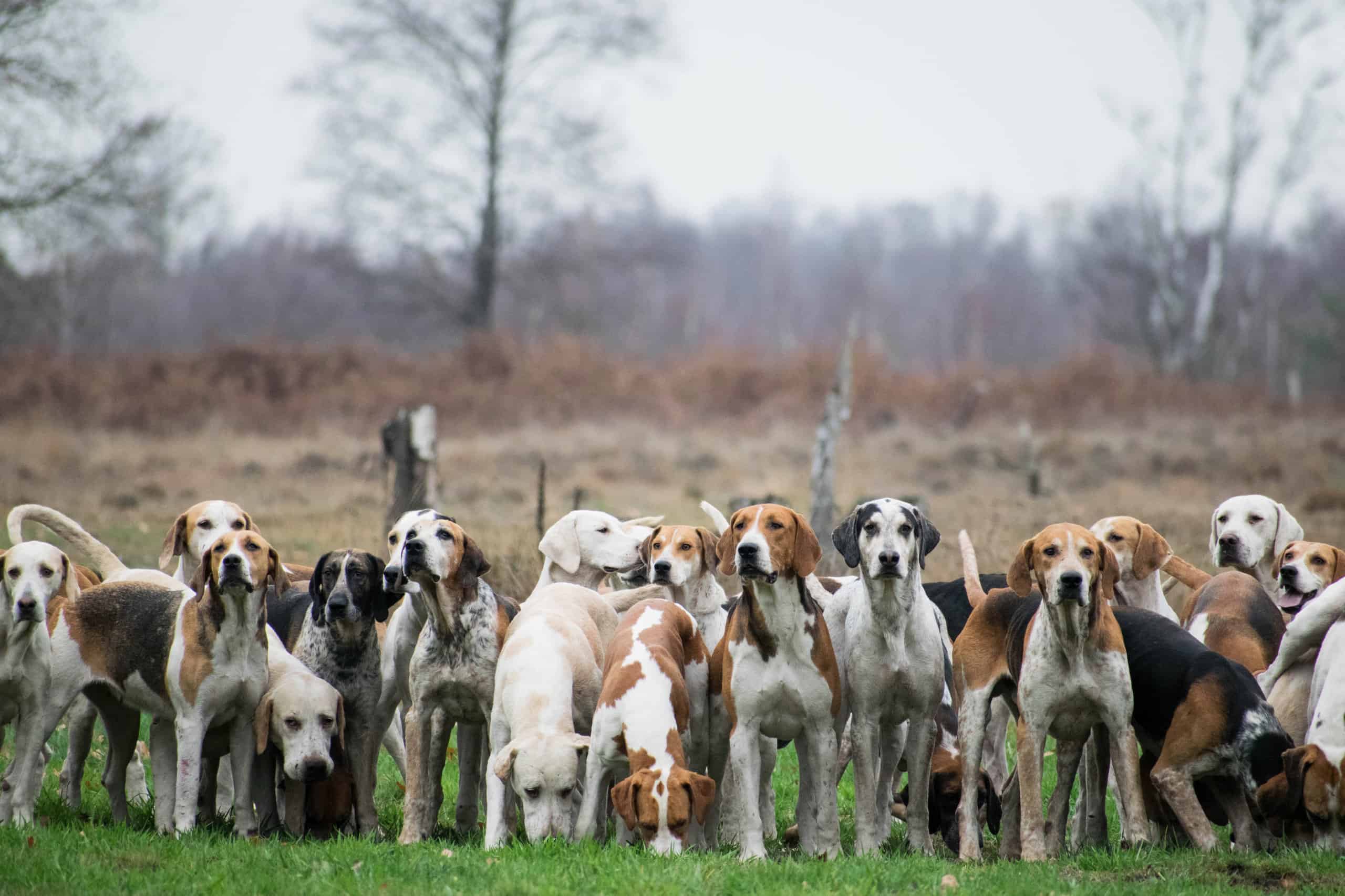 George Washington engineered a dog breed, but not for the reasons you ...