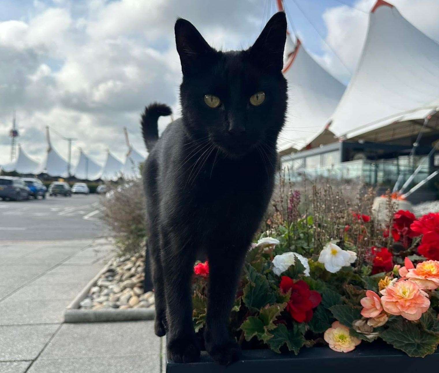 Tributes pour in for Ashford Designer Outlet cat after being hit by car