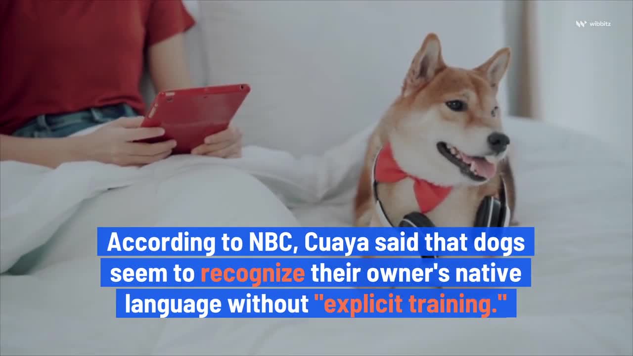 New research suggests dogs can distinguish foreign languages