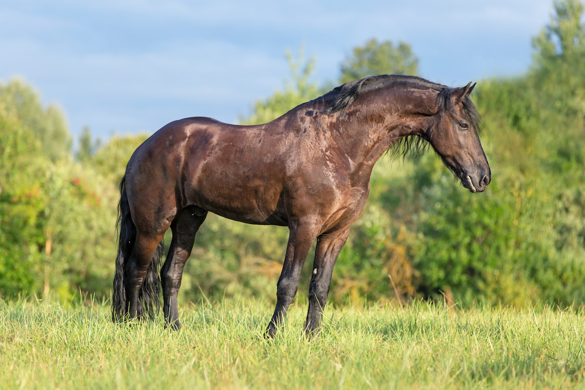 Playful horse splashes and rolls in a huge puddle in moment of pure joy