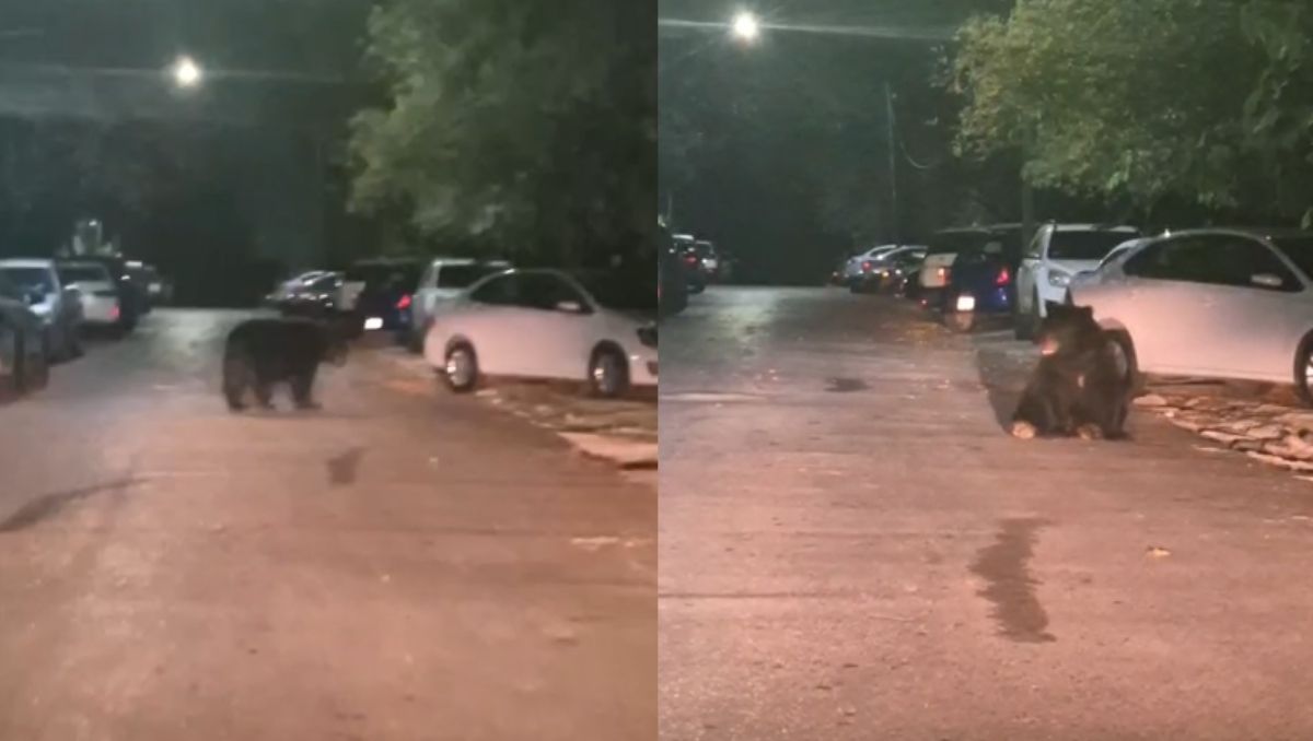 Jóvenes captan a oso merodeando en la zona sur de Monterrey | Video
