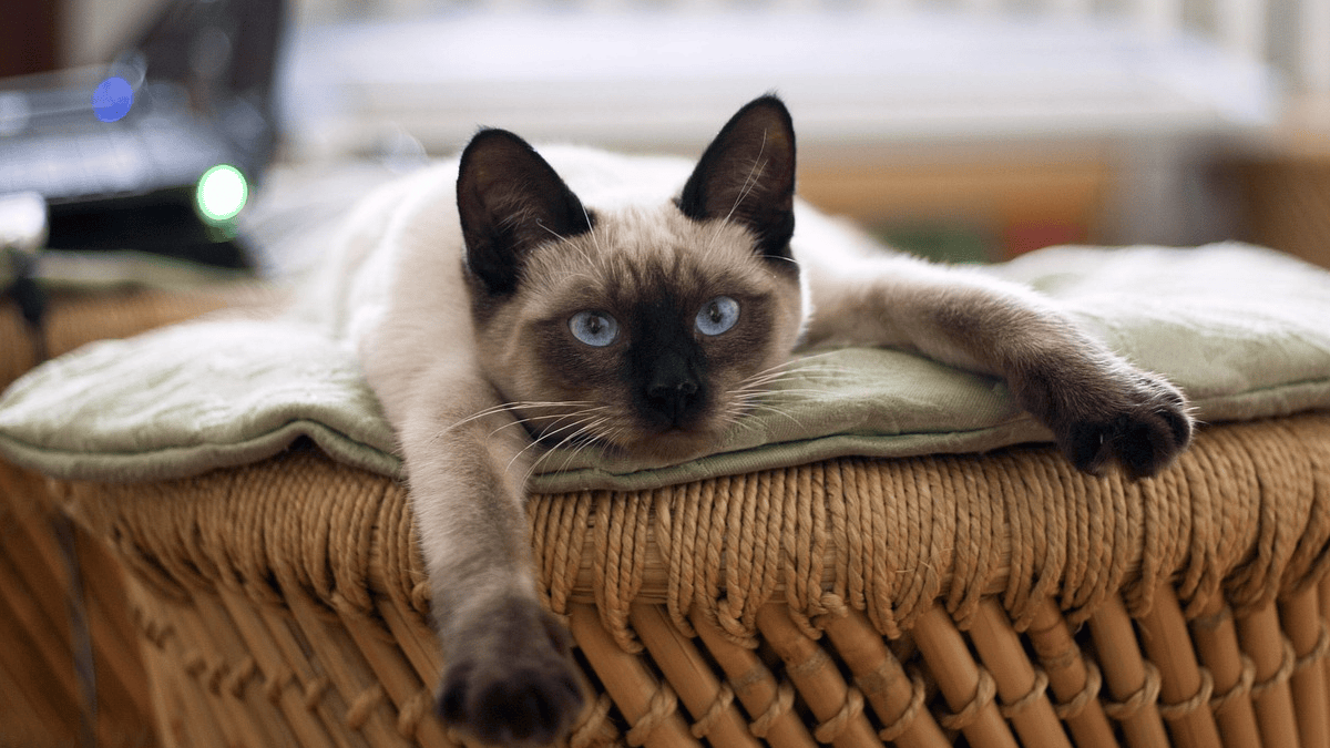 Cats recognize the person they love most in life in this curious way