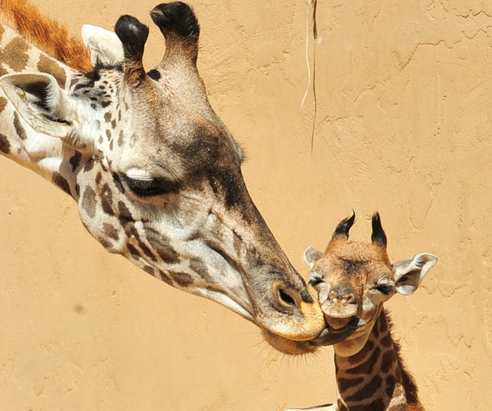 Greenville-born giraffe Kiko dies in accident. Toronto Zoo grieving