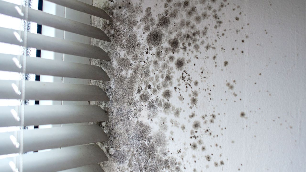How to stop mould growing in your bedroom