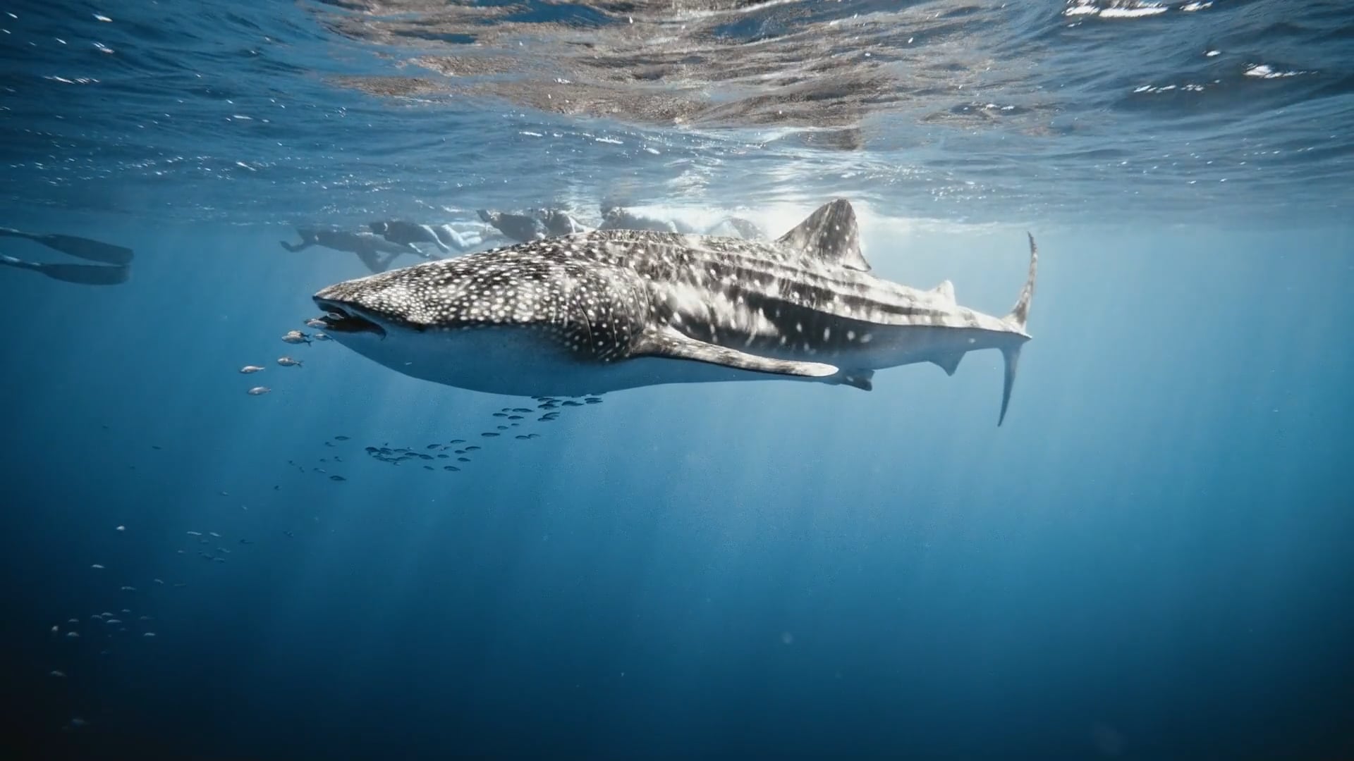 Le requin-baleine : images de la plus grande espèce de poisson au monde