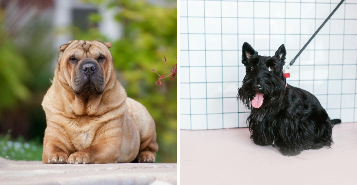 11 of the most independent dog breeds that don’t need constant attention