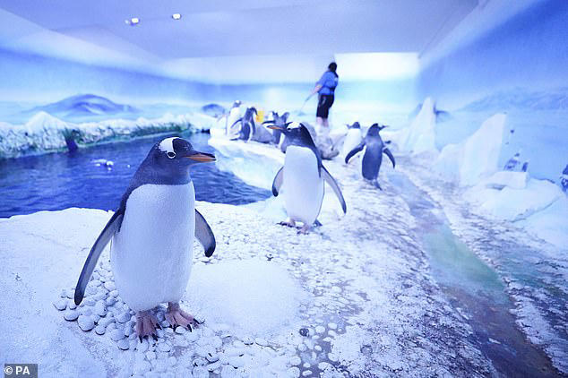 London Aquarium halts breeding penguins which are living in room with ...