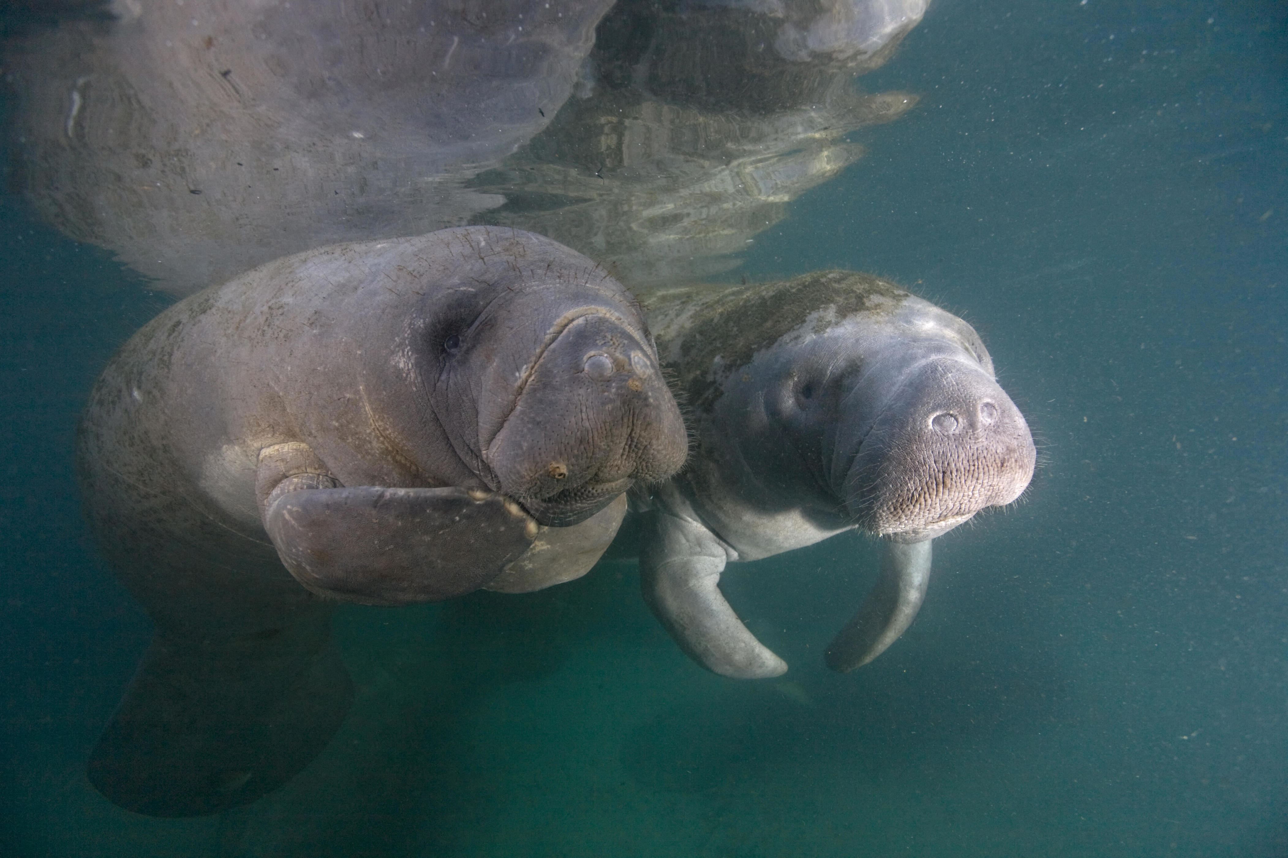 FWC releases preliminary '25 manatee mortality statistics