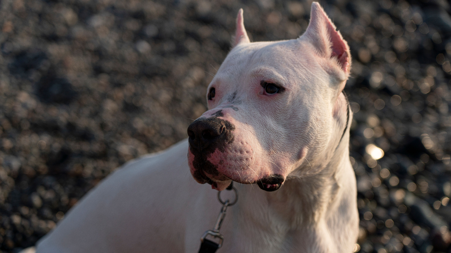 8 strong and aggressive dog breeds recommended only for experts ...