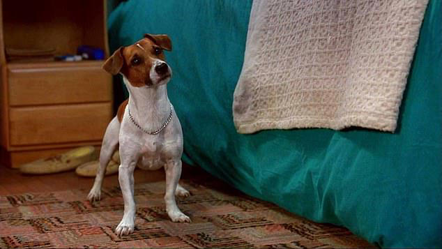 Revealed: Britain's favourite dog names... does your pooch make the list?