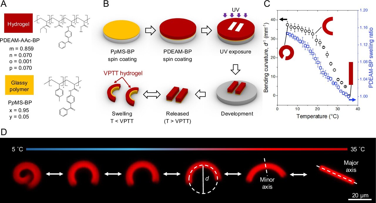 Programmable microparticles morph and self-propel under electrical fields