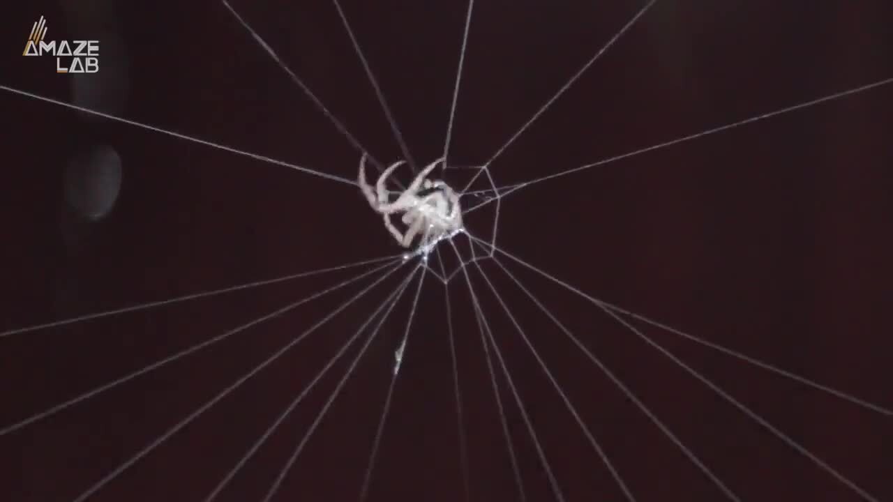 Spiders have a little-known ability that seriously freaks people out