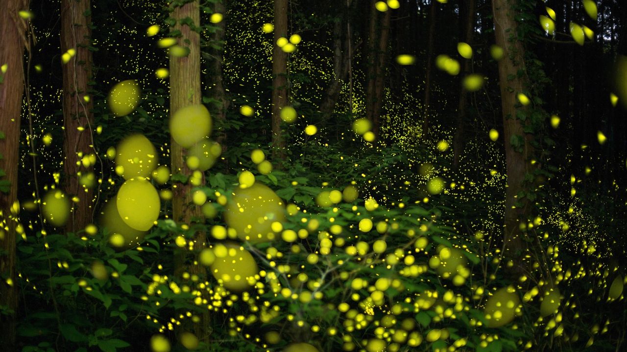 Advanced alien civilizations could be communicating like fireflies in ...