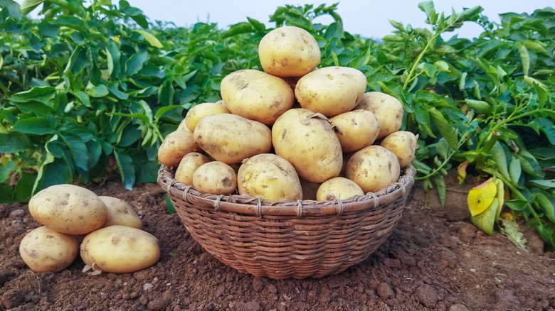 What really makes Wendy's baked potatoes so delicious