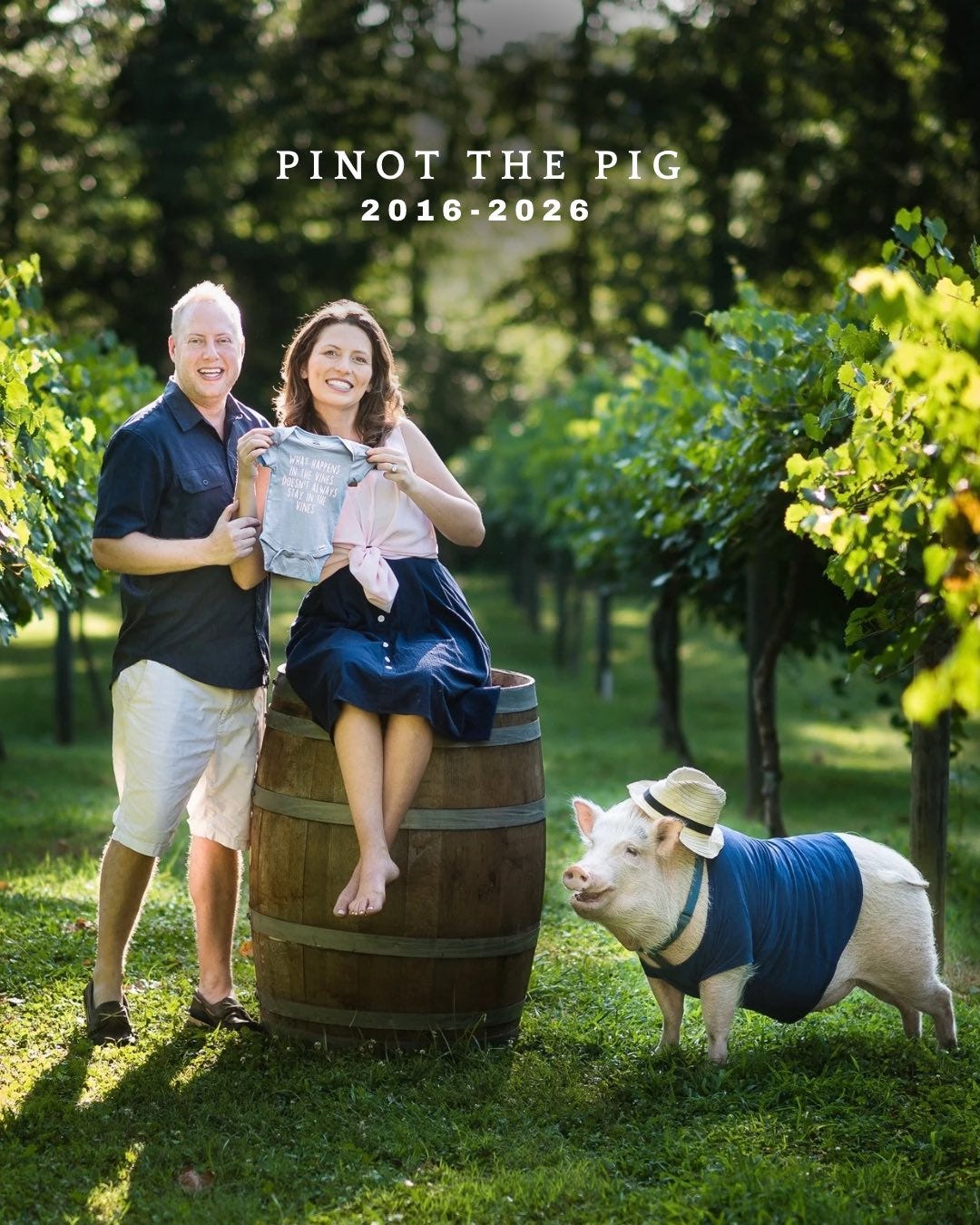 City Scape Winery's Pinot the pig mascot dies. See photos, memories