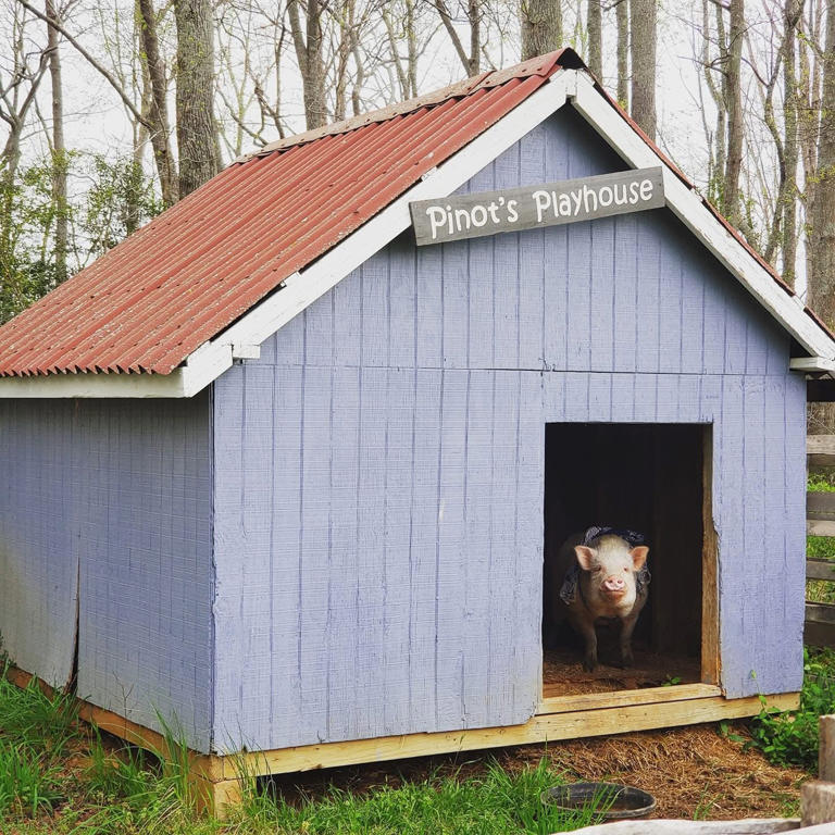 City Scape Winery's Pinot the pig mascot dies. See photos, memories