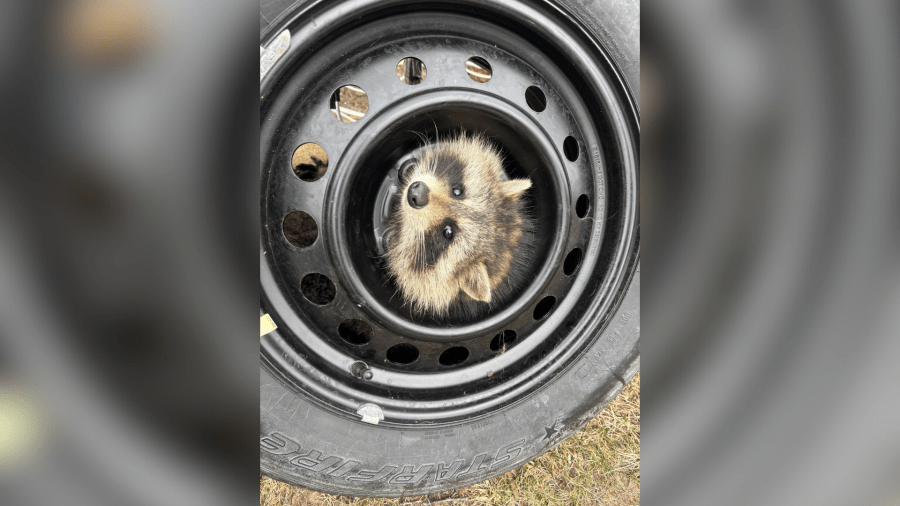 Photos: Raccoon rescued from spare tire in Loudoun County