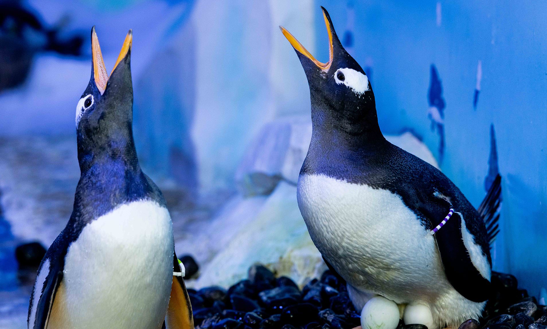 London Aquarium halts breeding penguins which are living in room with ...