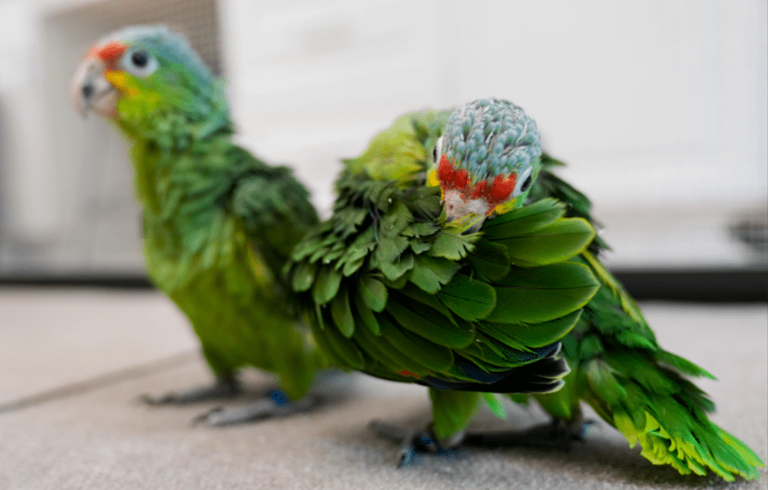 Woman allegedly conceals red-lored parrots behind feet at border