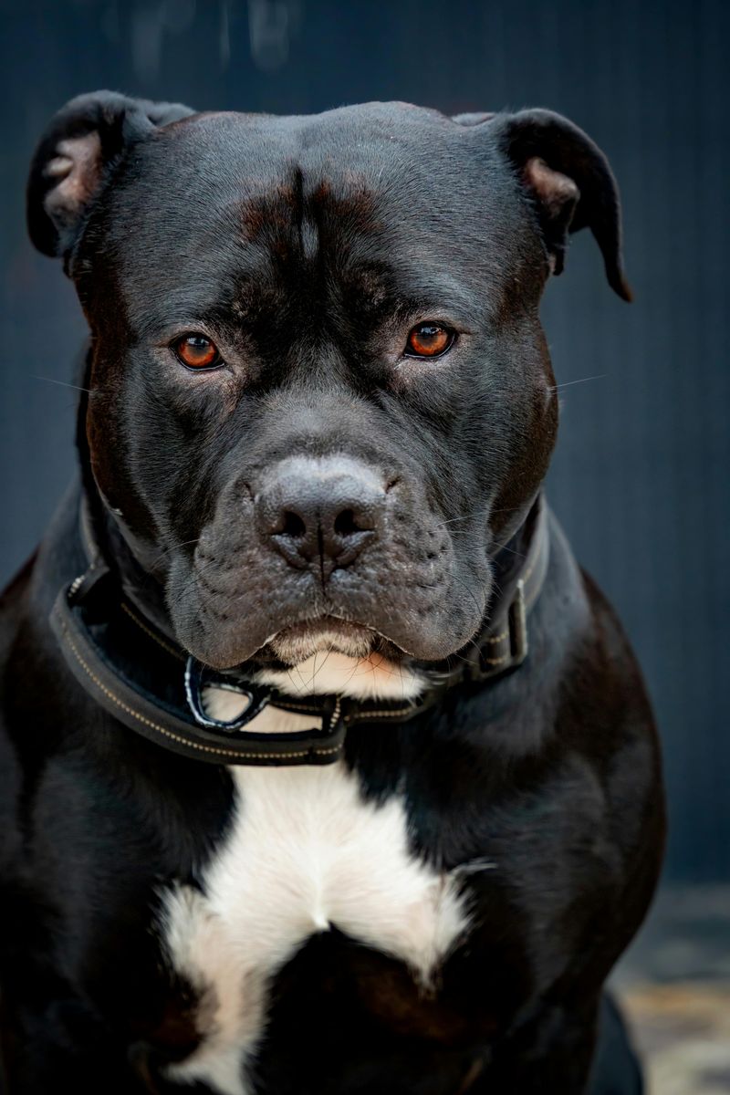 8 strong and aggressive dog breeds recommended only for experts ...