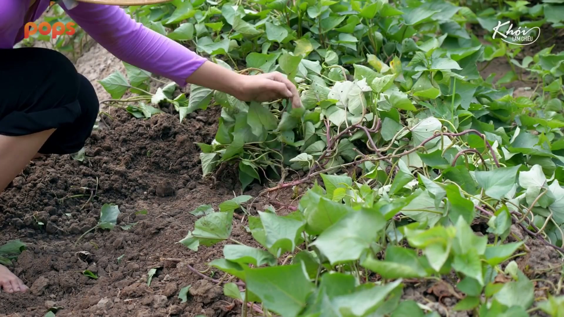 Bánh canh khoai lang xắt: món ngon không thể bỏ lỡ!