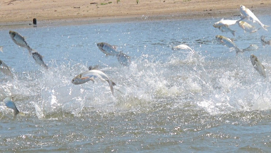 KY increases incentives to tackle invasive carp issue