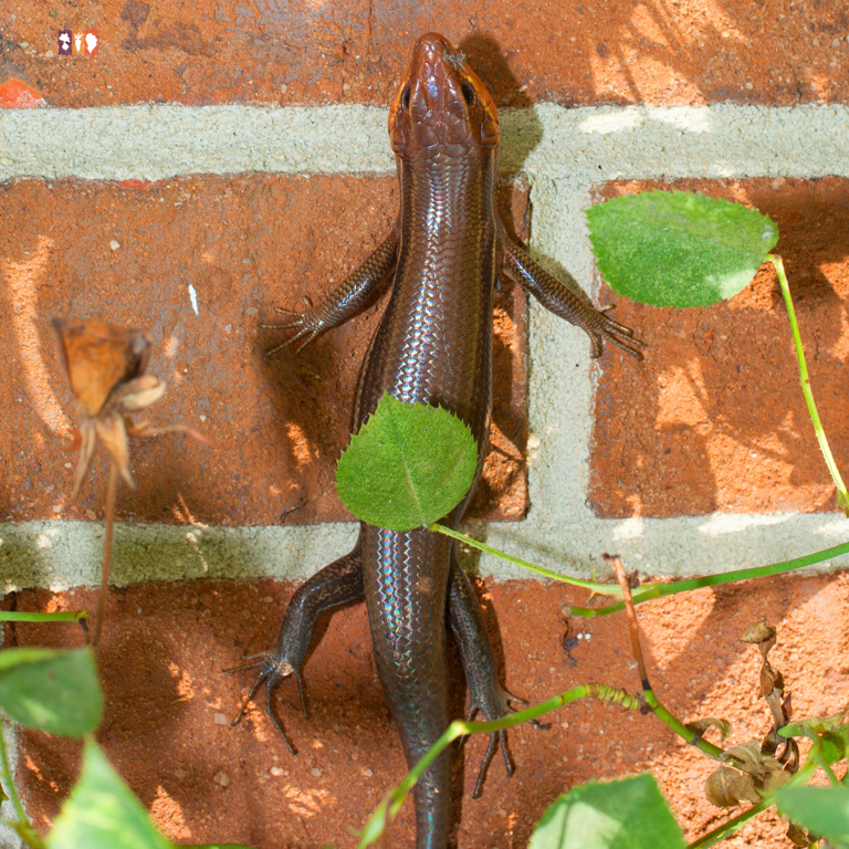 How to get rid of skinks in your yard and home
