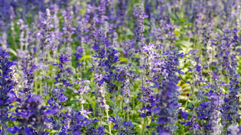 How to grow salvia from one plant forever