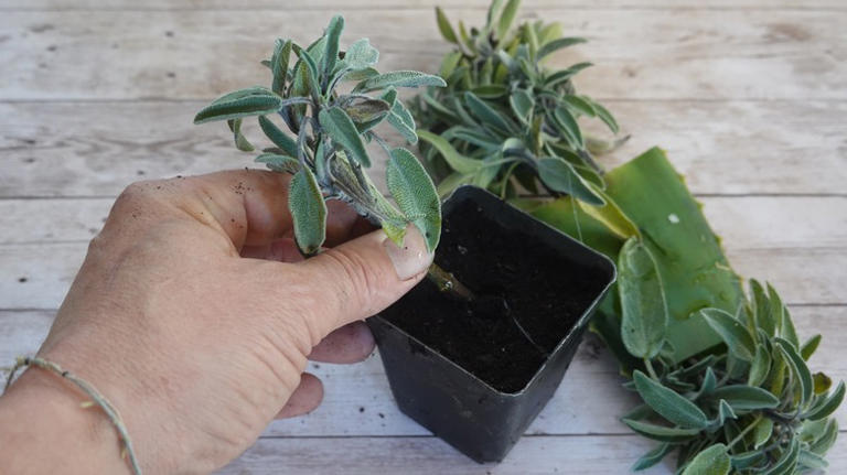 How to grow salvia from one plant forever
