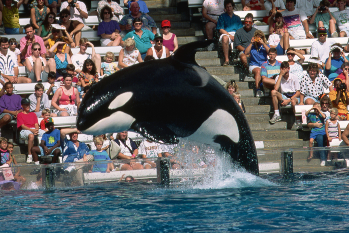 A beloved SeaWorld killer whale has died
