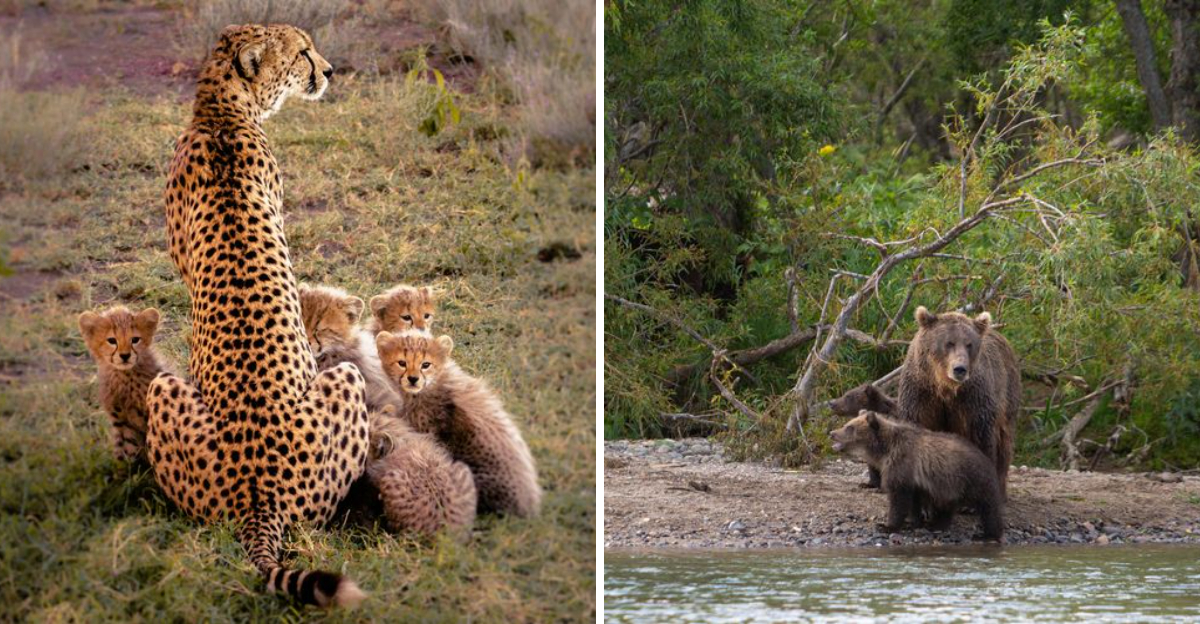 Top 10 fierce animal mums who will do anything to protect their babies