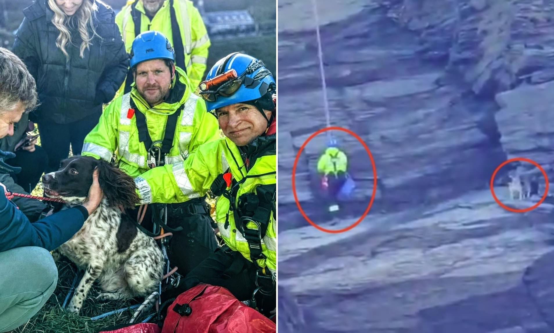 Moment pet spaniel is rescued from rock face after falling down 100ft cliff