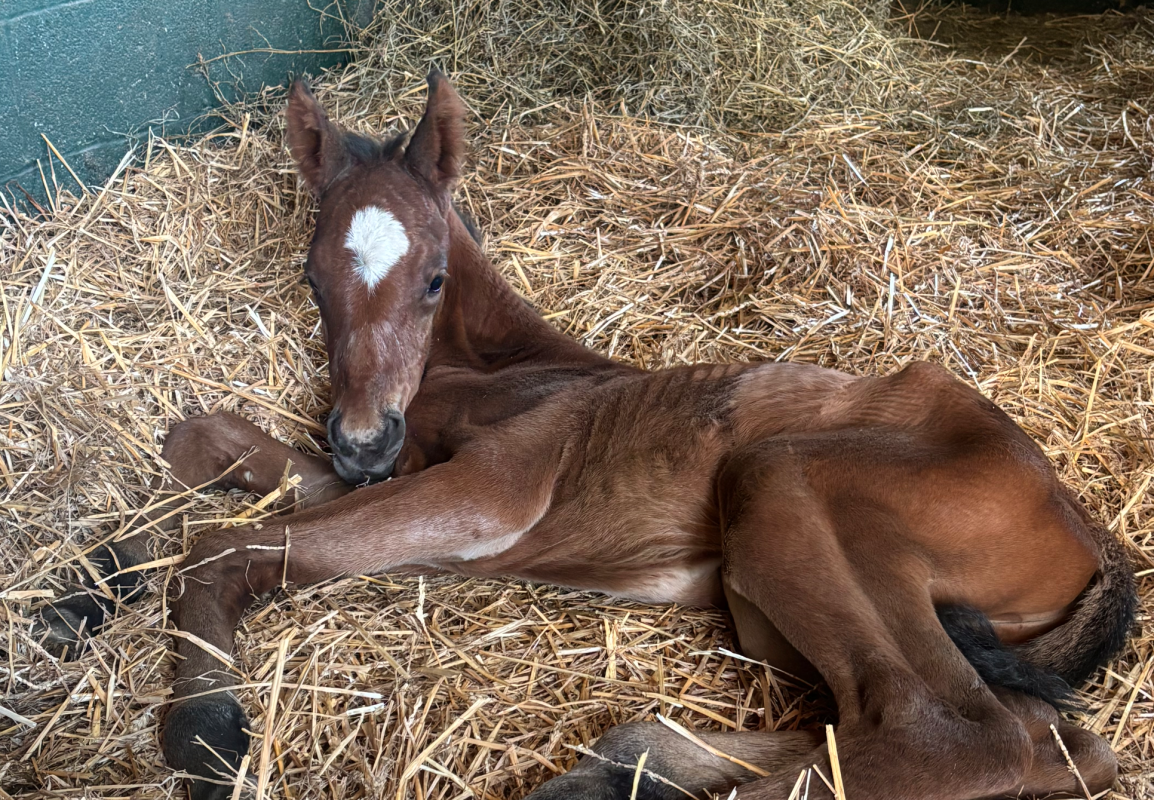 'Healthy and doing great': First two foals are born for Gainesway ...