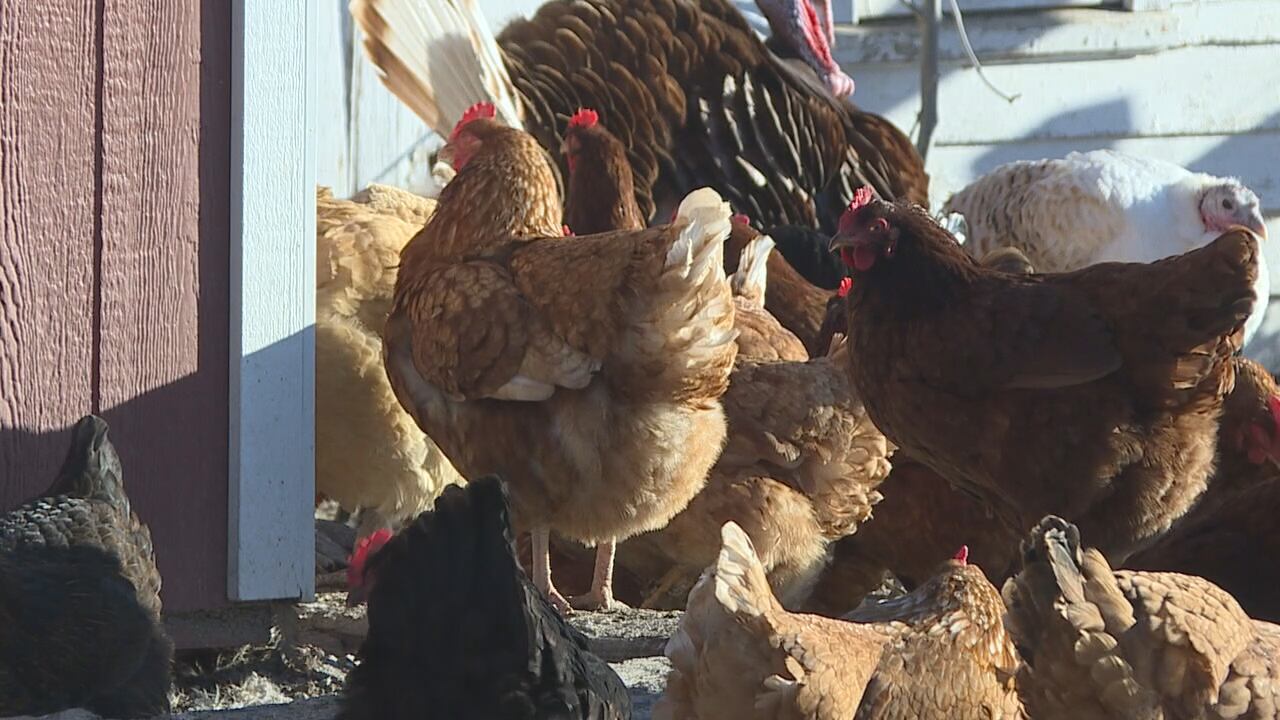 Rapid City residents could soon keep backyard chickens under proposed ...