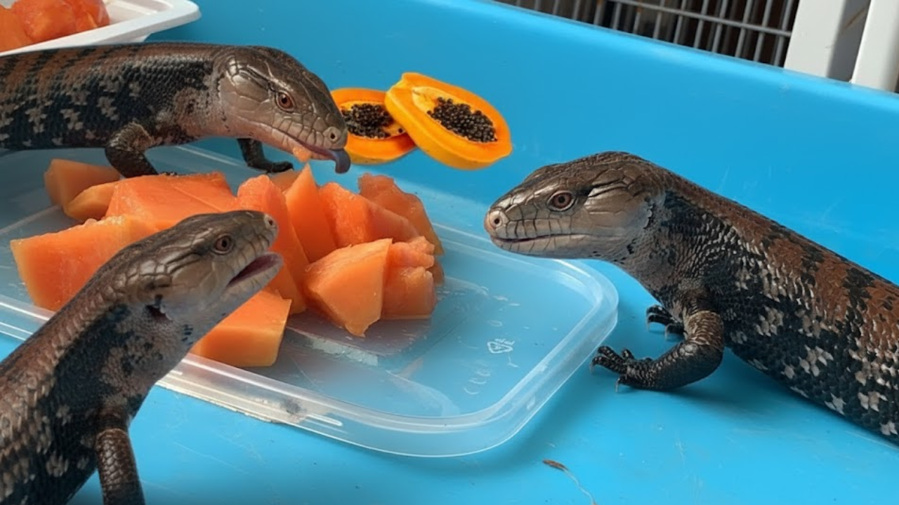 Rahasia kadal lidah biru: Pepaya sebagai makanan favorit mereka