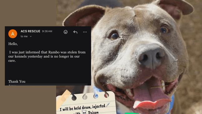 Surveillance footage may identify man who stole a dog from the ACS shelter