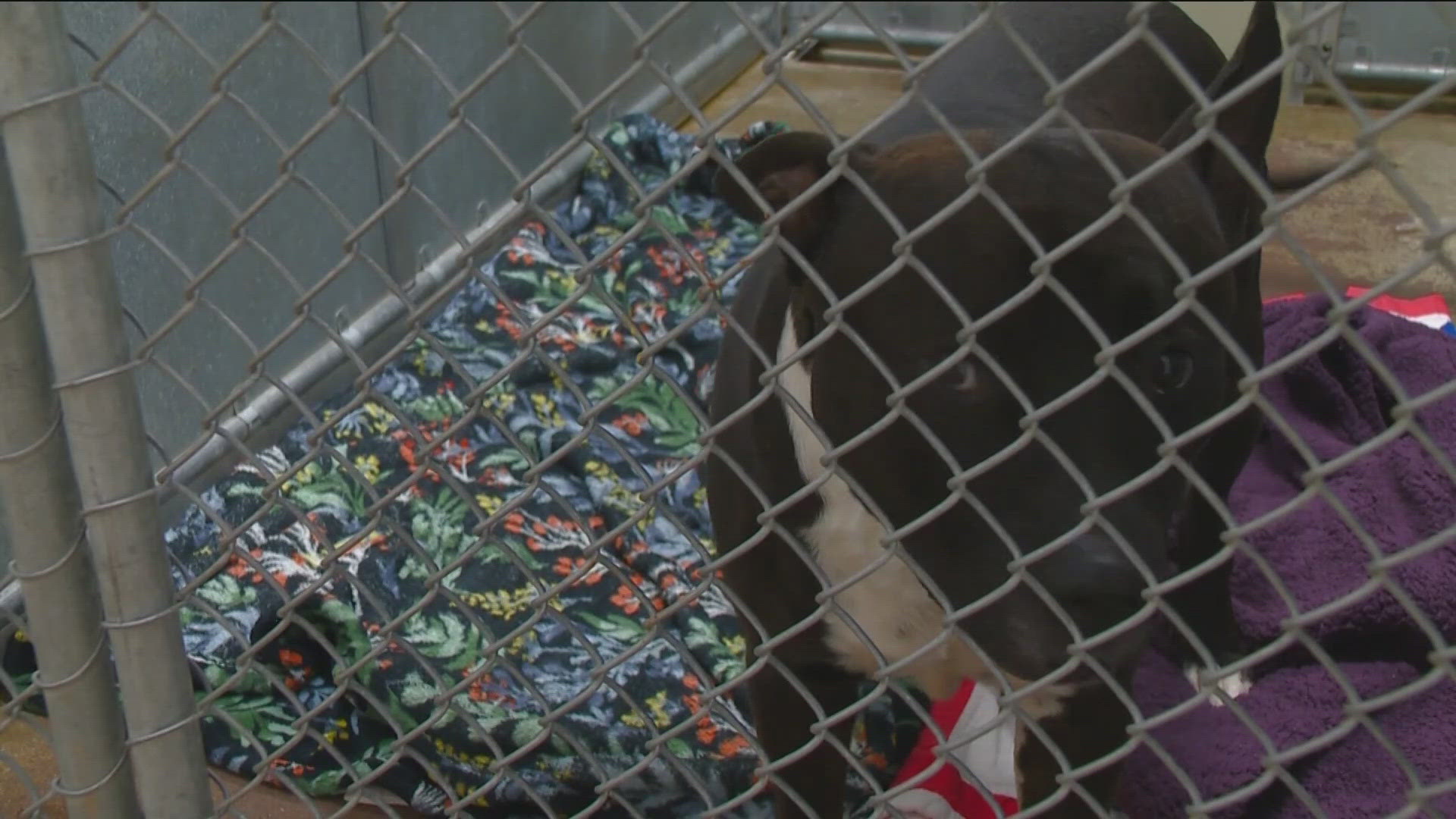 West Valley Humane Society's protest about Canyon County shelter ...