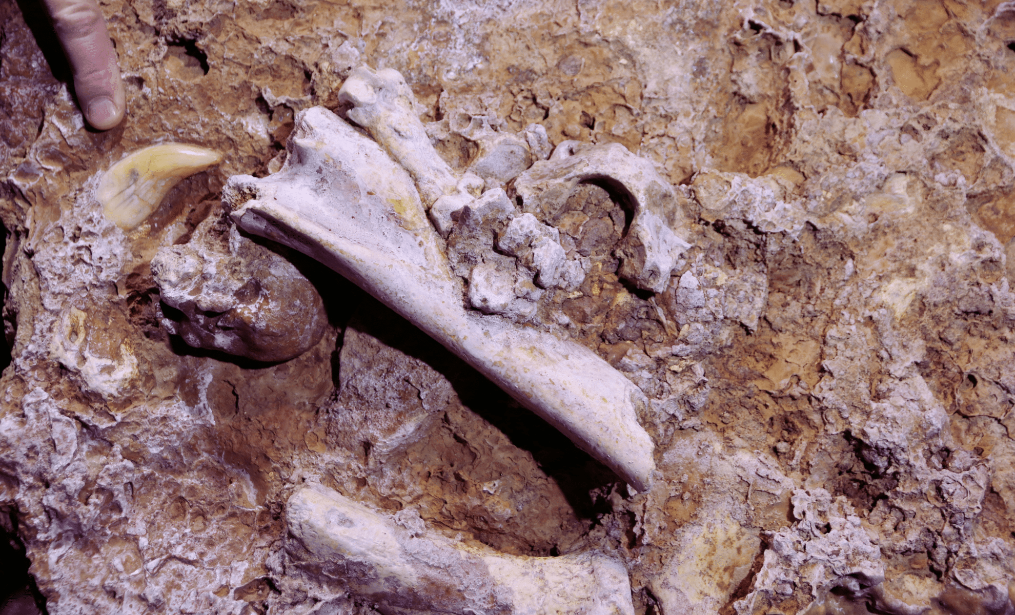 200,000-year-old DNA found in a tooth, scientists are stunned by what ...