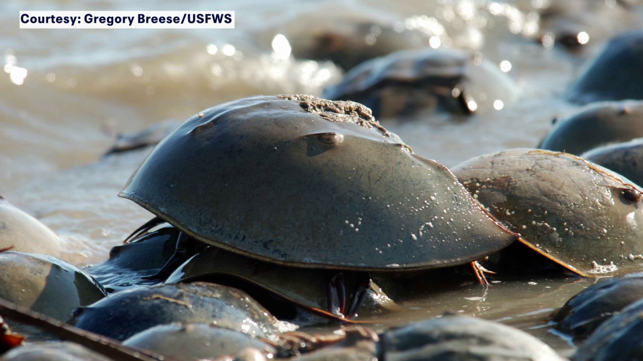 Lawsuit filed to protect horseshoe crabs under Endangered Species Act ...