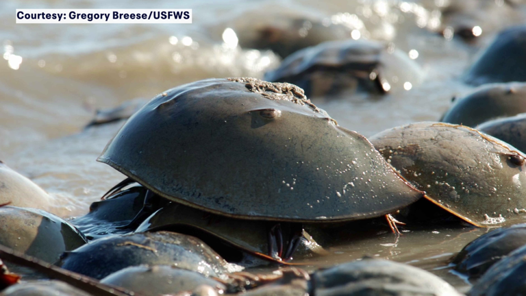 Lawsuit filed to protect horseshoe crabs under Endangered Species Act ...