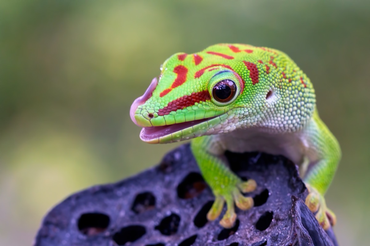 Clever gecko figures out how to use a water fountain and instantly ...