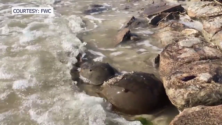 Lawsuit filed to protect horseshoe crabs under Endangered Species Act ...
