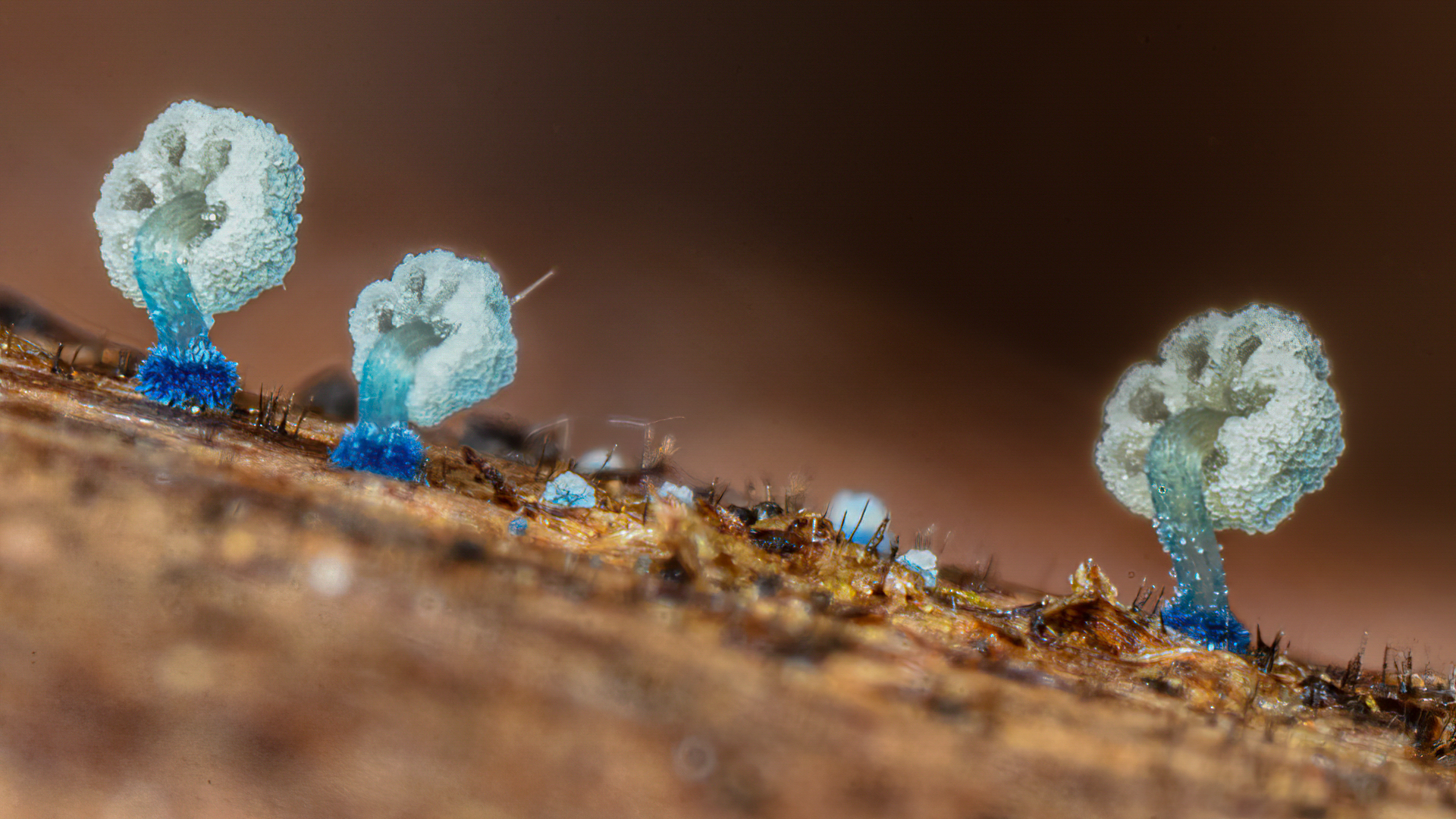Glowing blue Mycena lazulina mushrooms look like tiny cartoon flowers